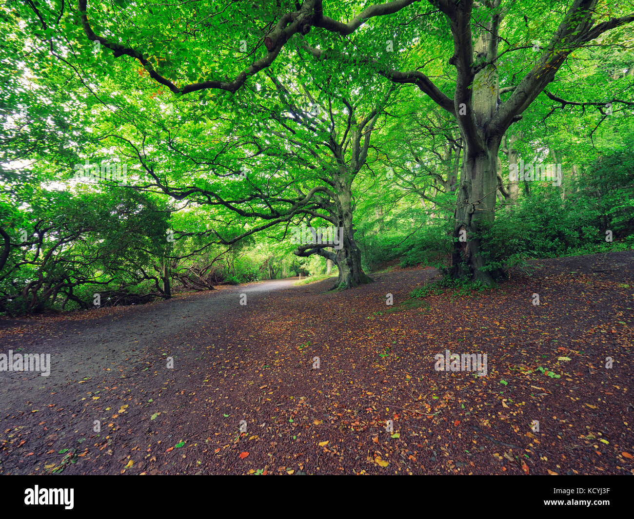 Early Autumn forest morning,Northern Ireland Stock Photo - Alamy