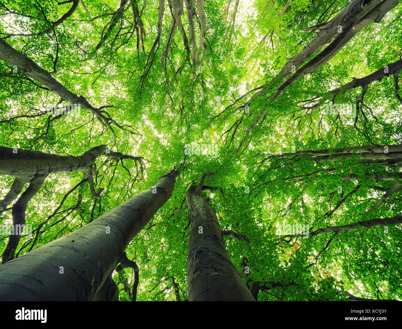 Early Autumn forest morning,Northern Ireland Stock Photo - Alamy