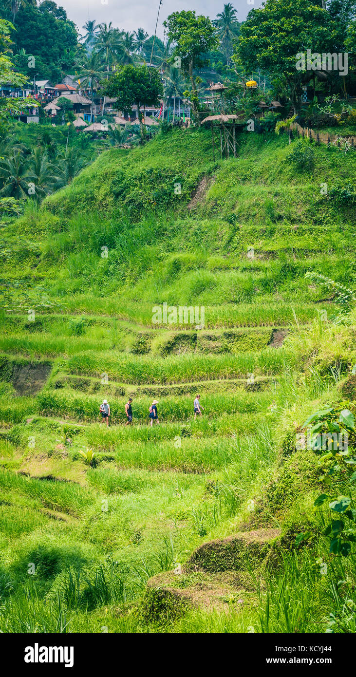 Tourist walking along amazing tegalalang rice terrace cascades fields ...