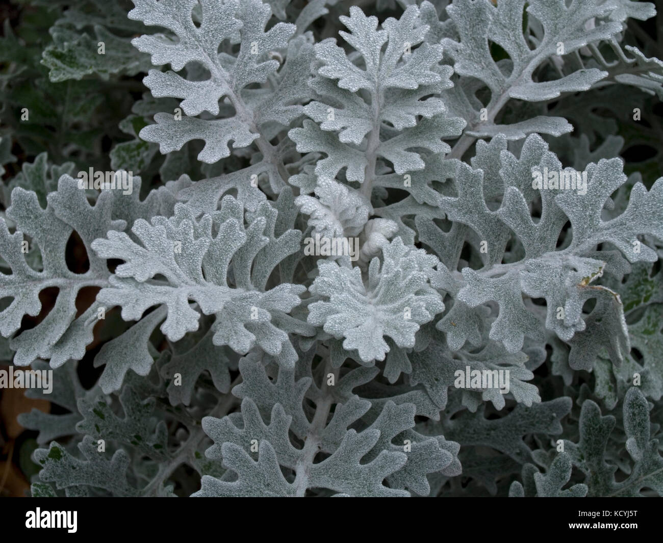 Senecio cineraria 'silverdust' hi-res stock photography and images - Alamy