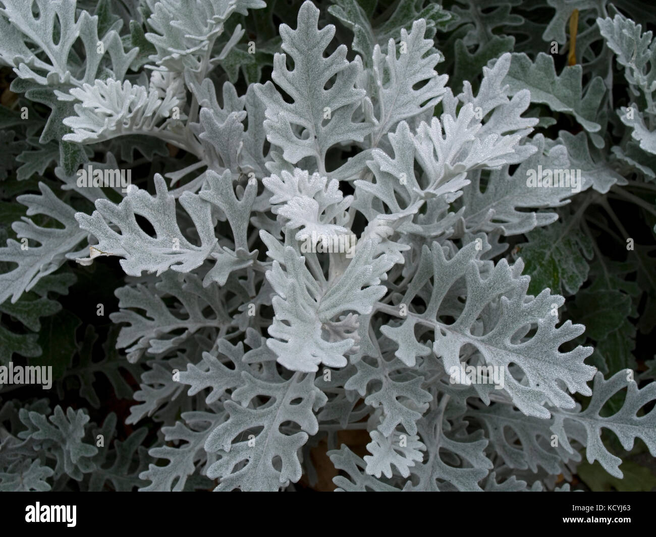 Senecio cineraria "Silver Dust" shrub Stock Photo - Alamy