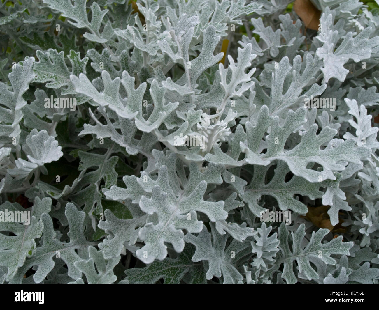 Senecio cineraria "Silver Dust" shrub Stock Photo - Alamy