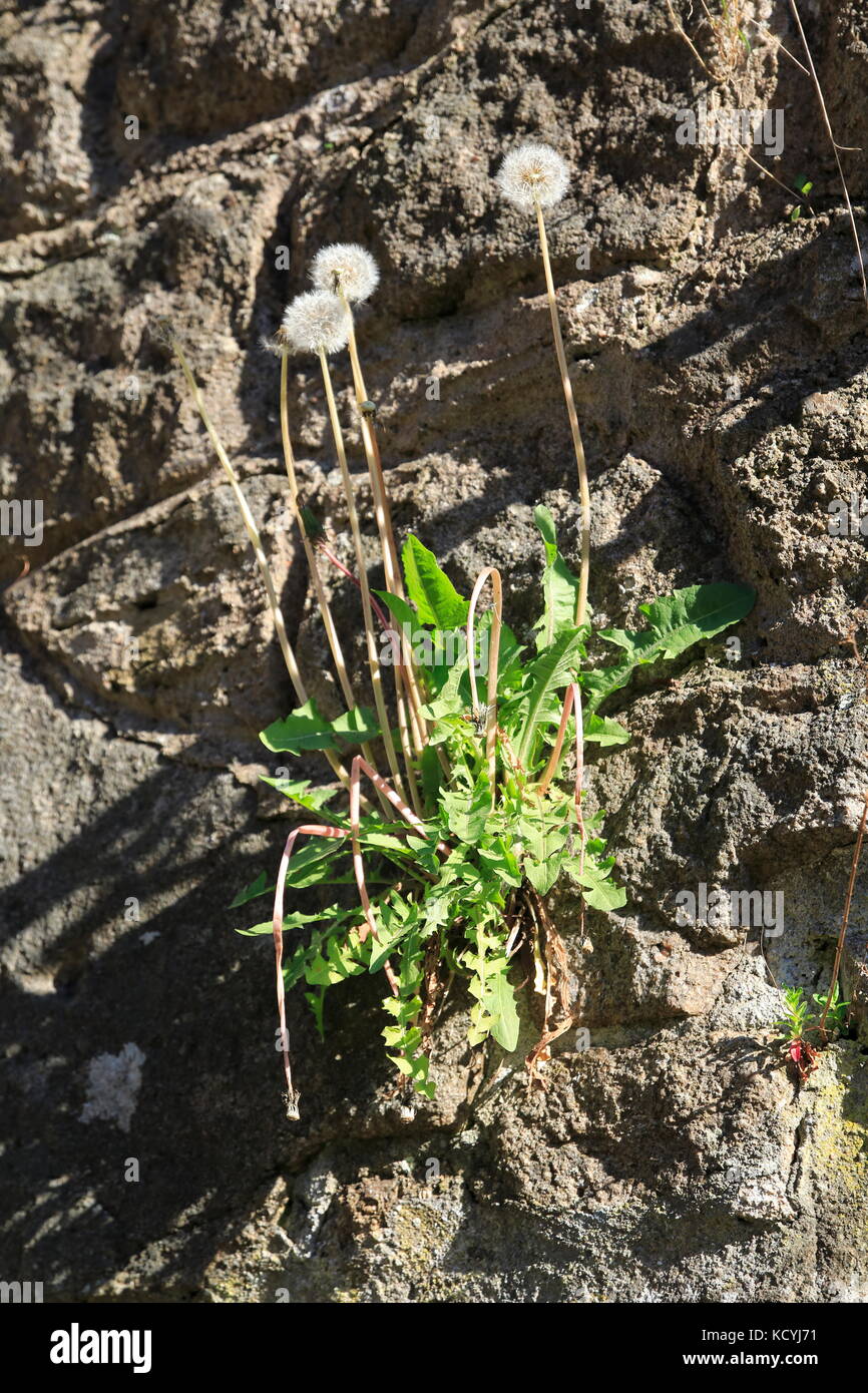 Löwenzahn, Pusteblume wächst aus einer Mauer heraus Stock Photo - Alamy