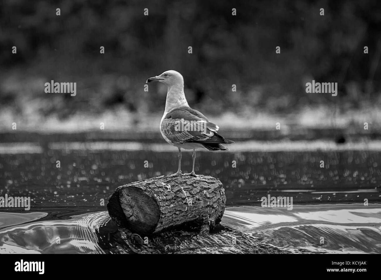 Lesser Black-Backed Gull (Larus Fuscus Stock Photo - Alamy