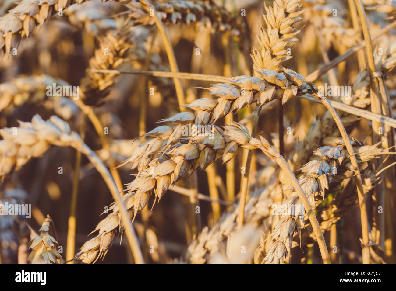 Low saturation hi-res stock photography and images - Alamy