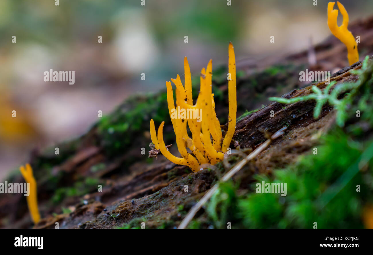 Orange fungi uk hi-res stock photography and images - Alamy
