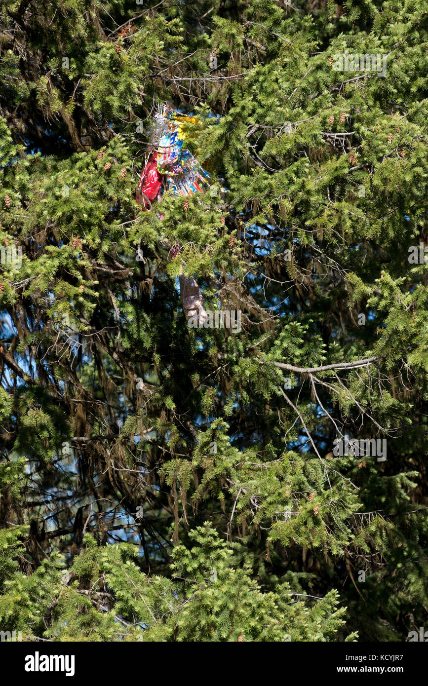Windblown mylar balloon caught in a tree in Wallowa - Whitman National ...