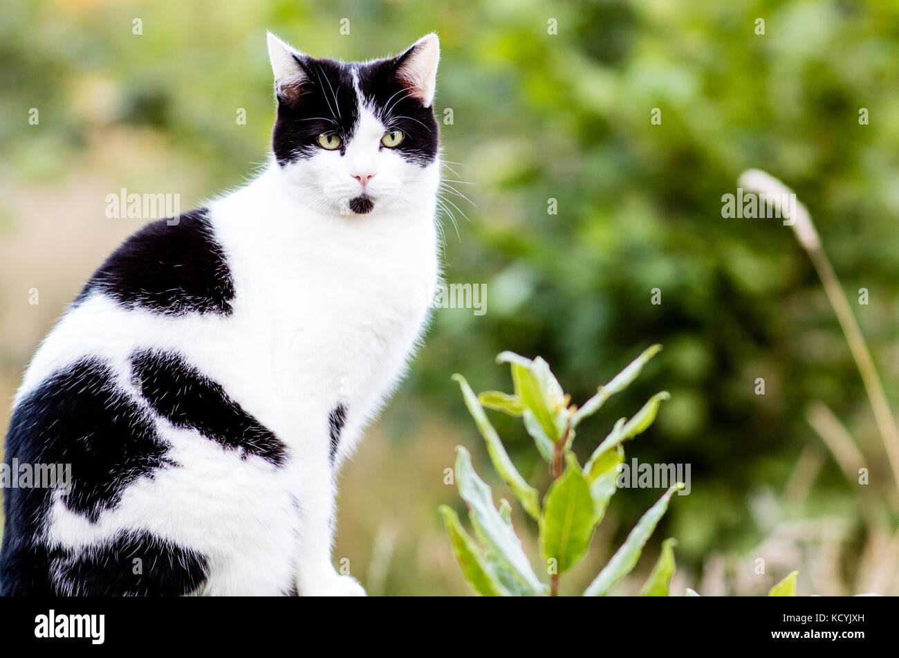 A black and white cat perched on a wooden fence Stock Photo - Alamy