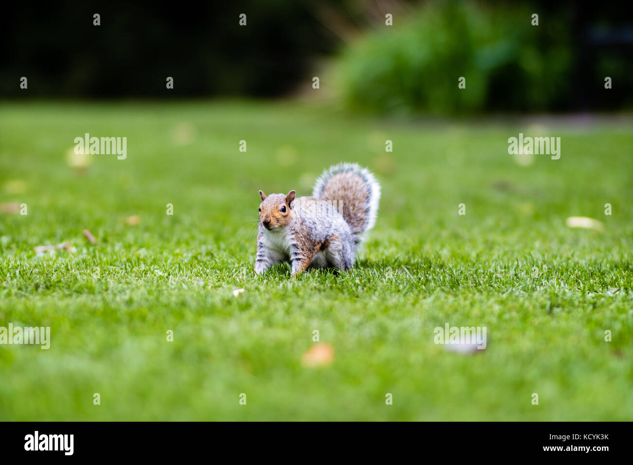 A cross grey aand red squirrel doing squirrel things Stock Photo - Alamy