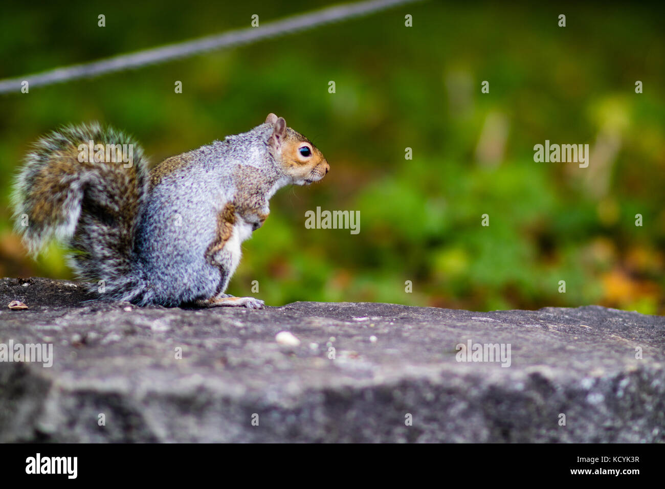 A cross grey aand red squirrel doing squirrel things Stock Photo - Alamy