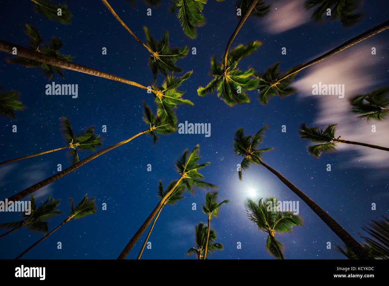 Tropical Night Sky, Coconut palm trees and stars with moon Stock Photo ...