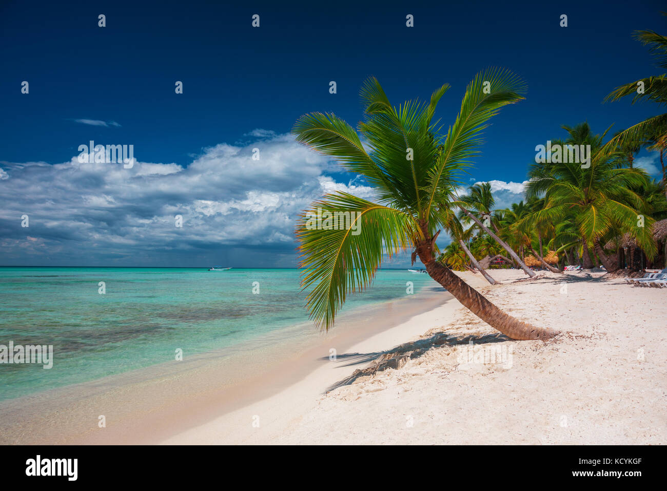Tropical island beach and palm tree Saona, Dominican Republic Stock ...