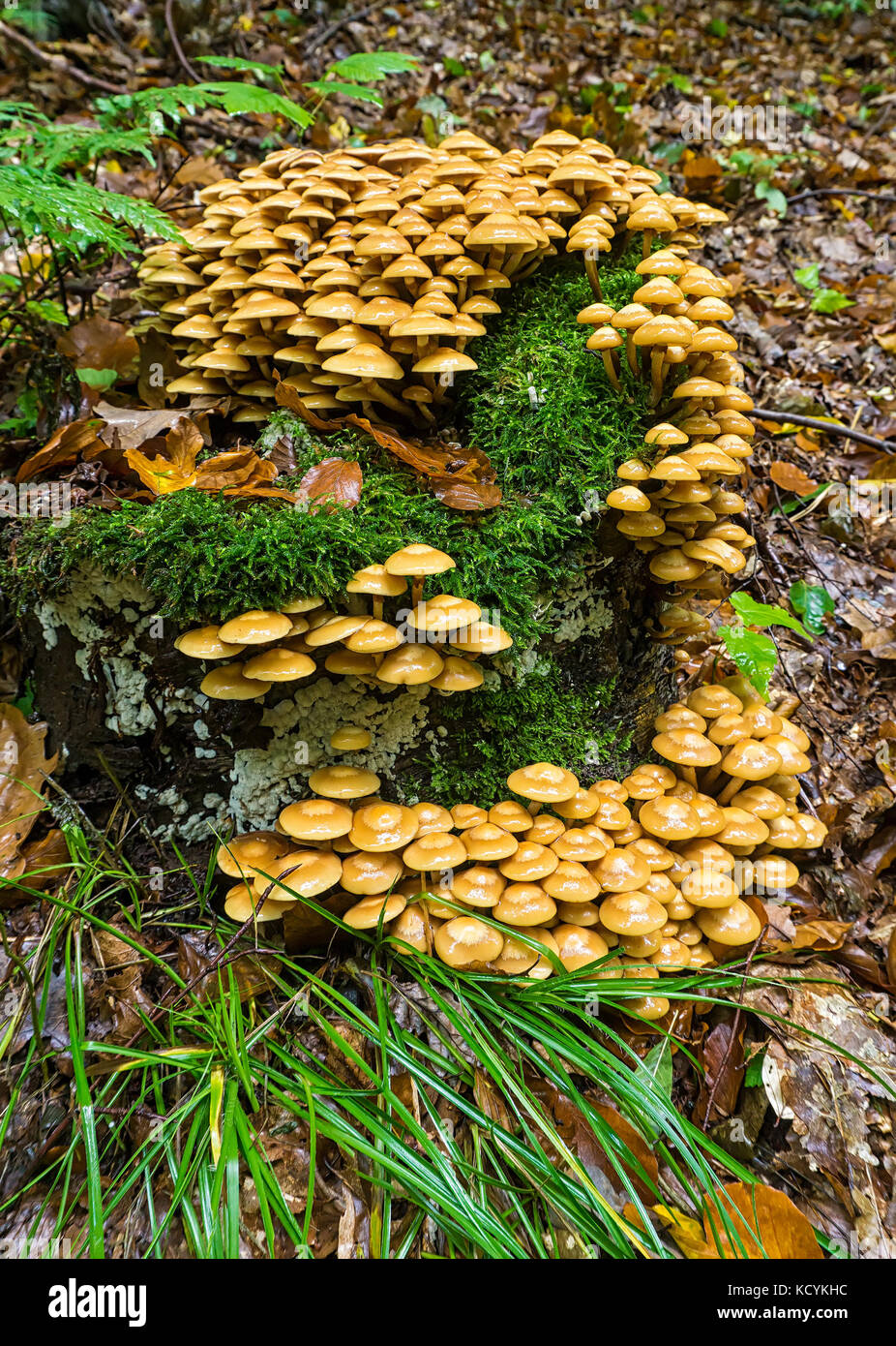 Fungus on Tree stump Stock Photo - Alamy