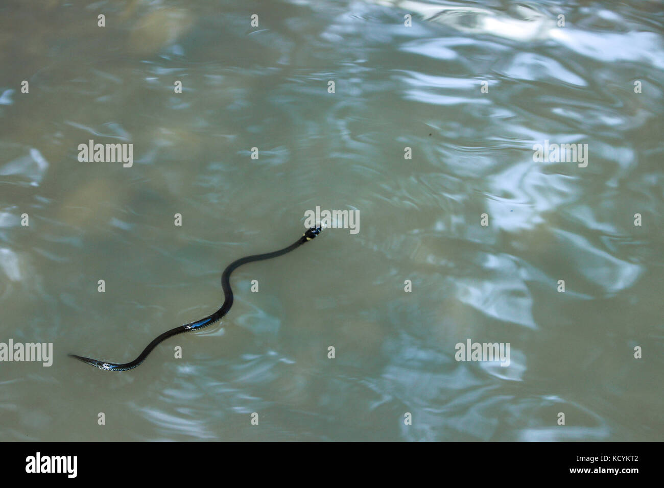 A little snake swimming in a lake Stock Photo - Alamy