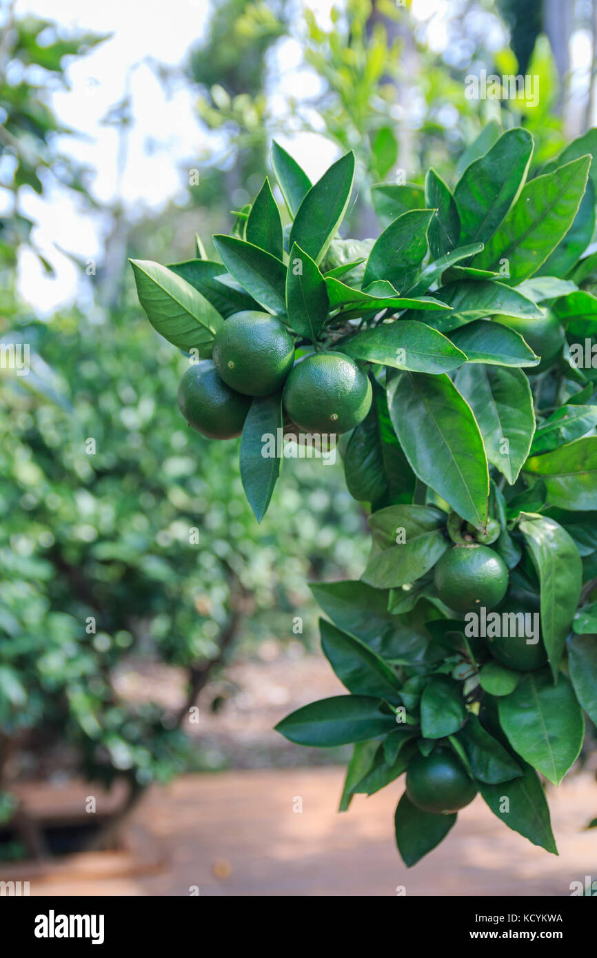 A green mandarin orange tree Stock Photo - Alamy