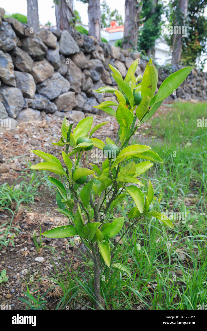 A green mandarin orange tree Stock Photo - Alamy