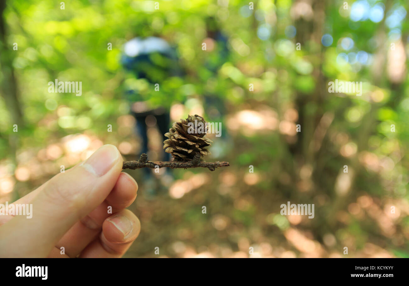 tiny little pine cone on the hand Stock Photo - Alamy