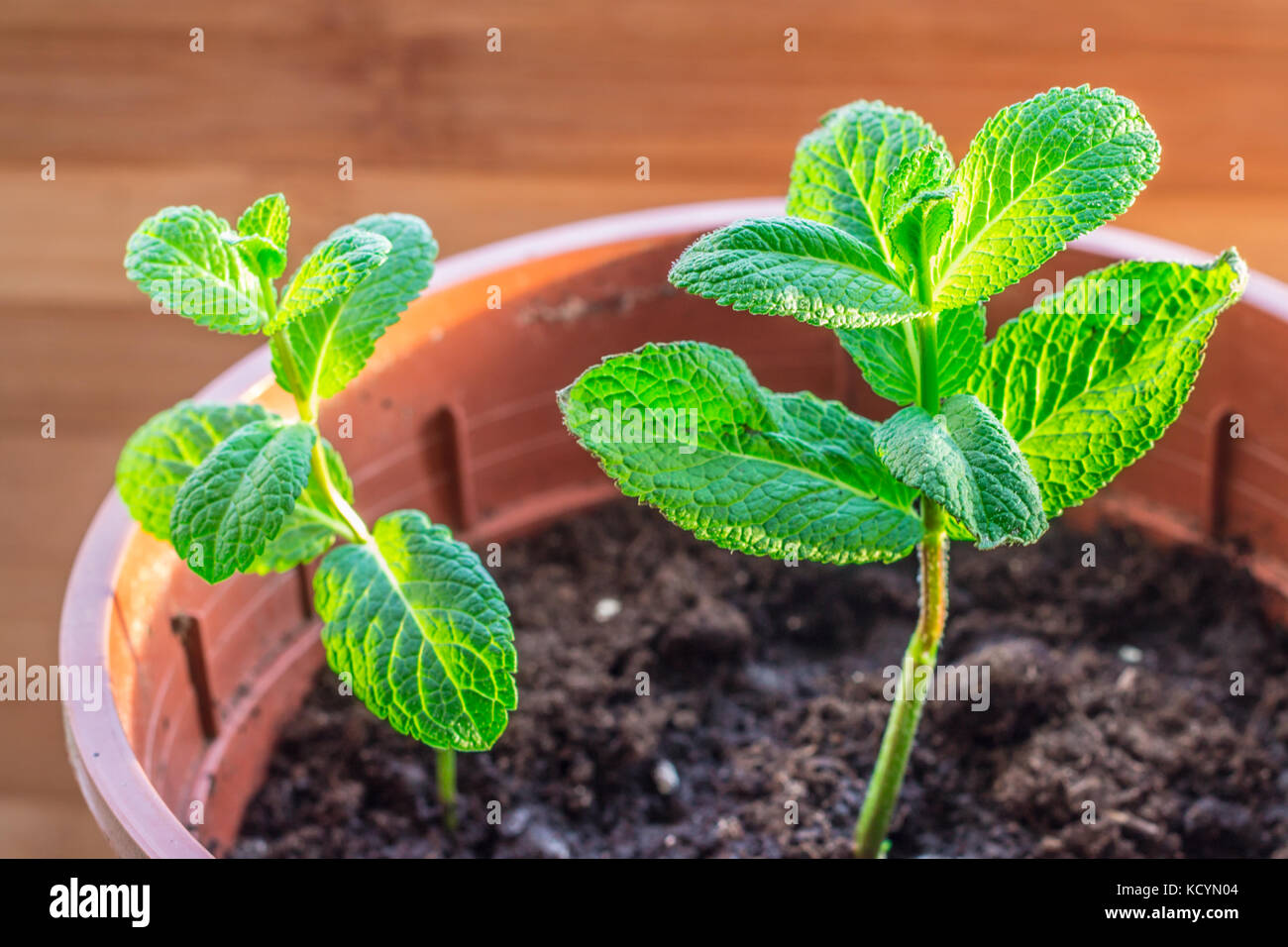 mint in a pot Stock Photo - Alamy