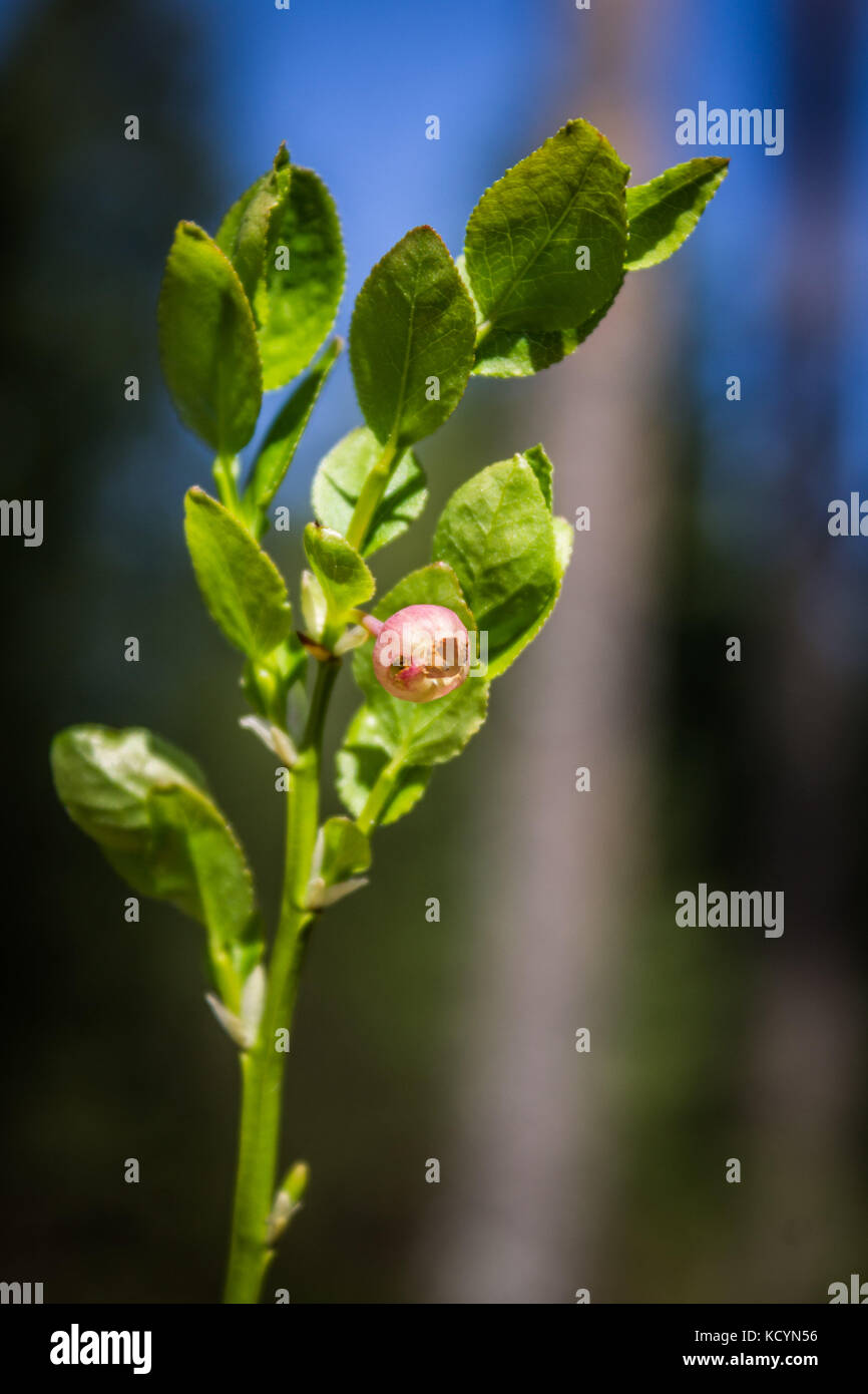 Sprig of blueberries with flower Stock Photo - Alamy