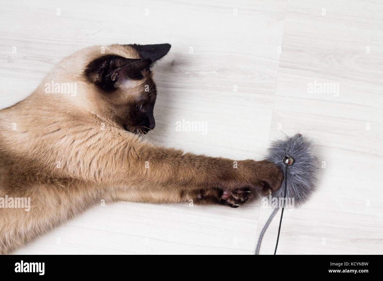 Siamese cat playing with a mouse Stock Photo - Alamy