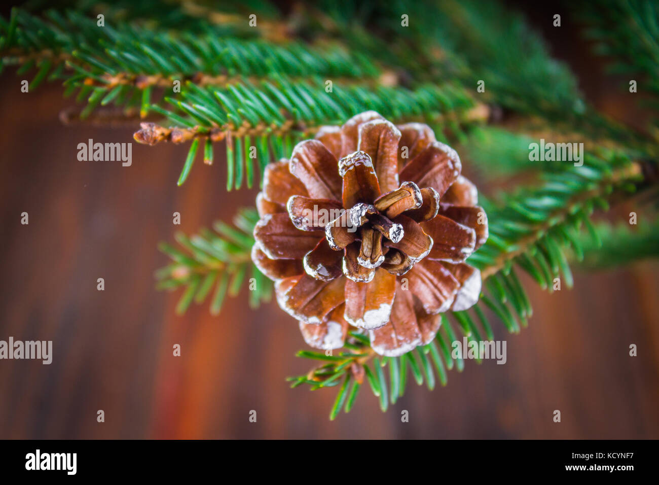 bump on the Christmas tree branch Stock Photo - Alamy