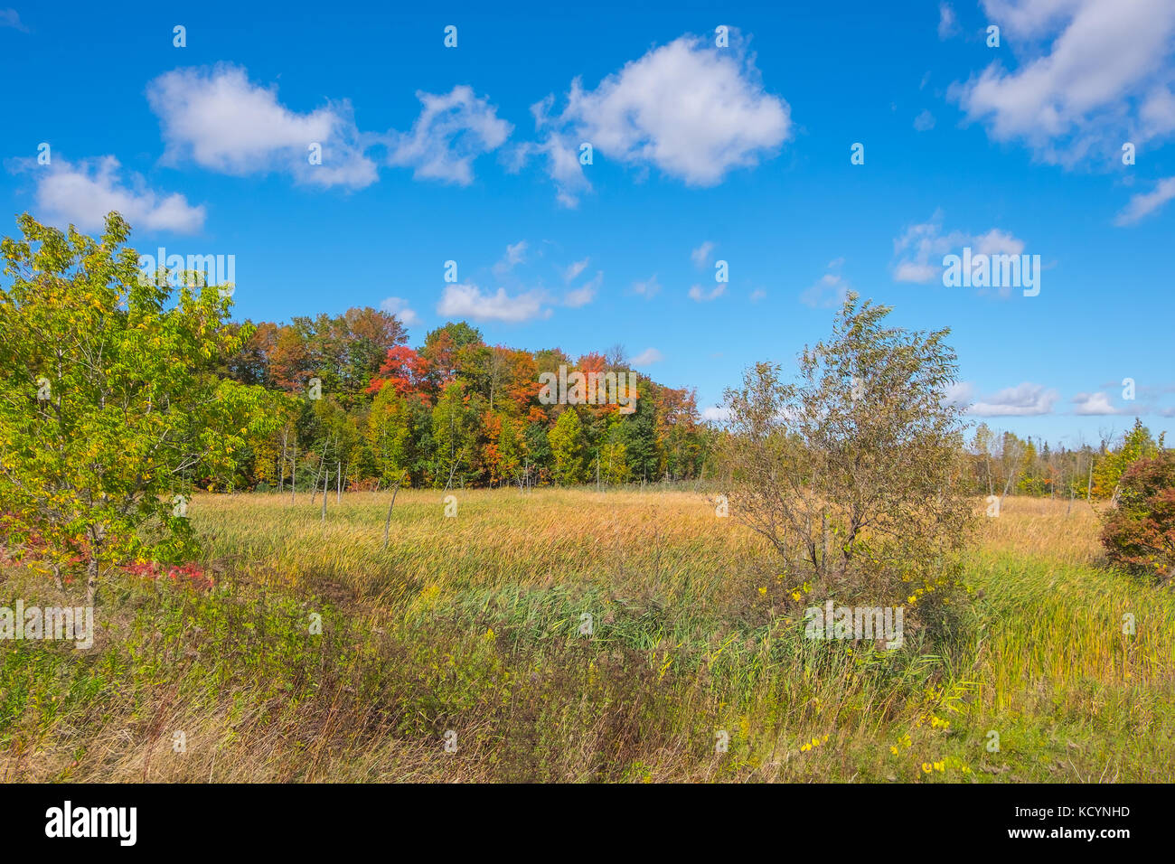 Area of wetlands near Orillia Ontario Canada photographed in early ...