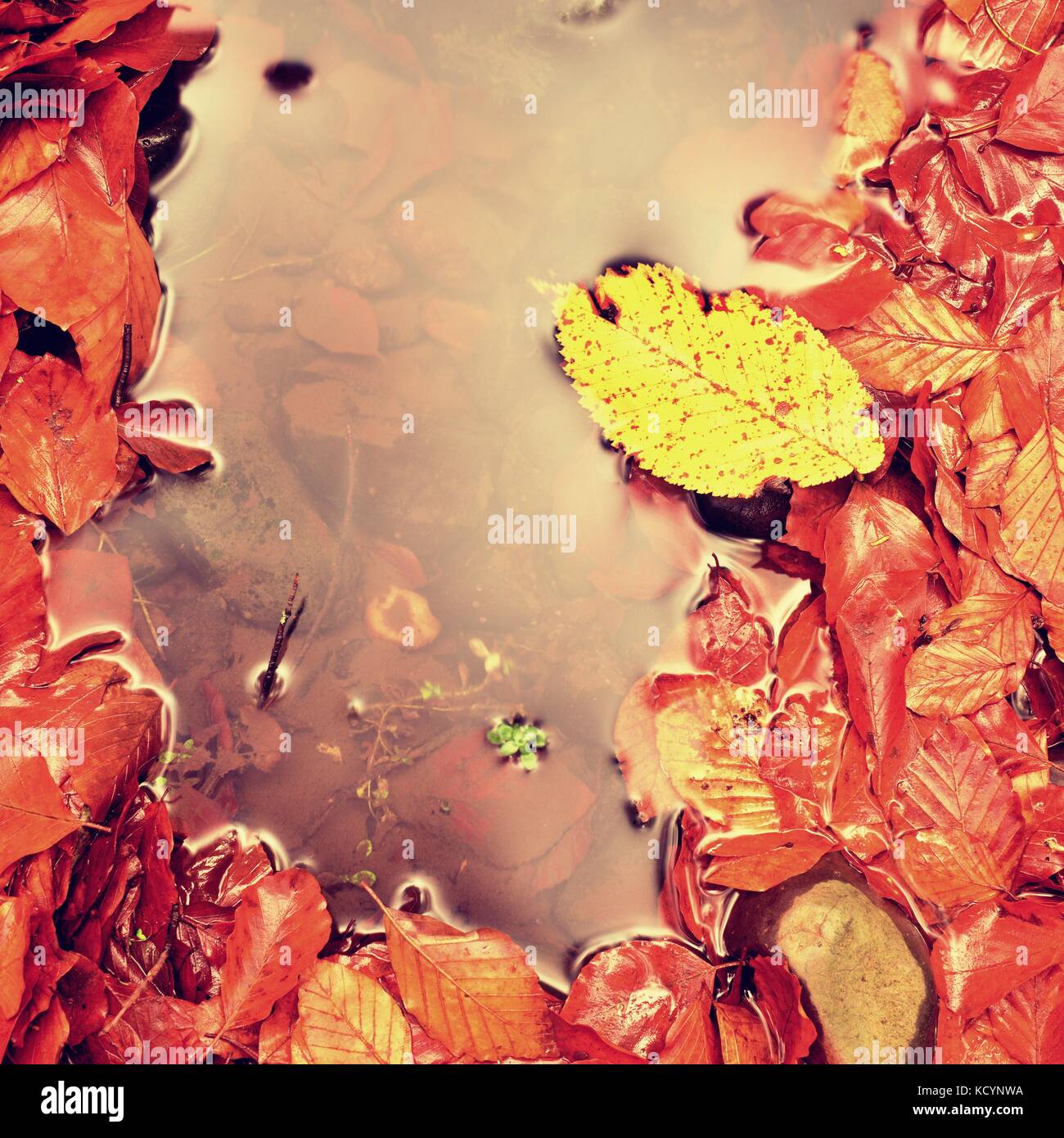 Water mirror in fall colors. Detail of leaves in mountain river. Cover ...