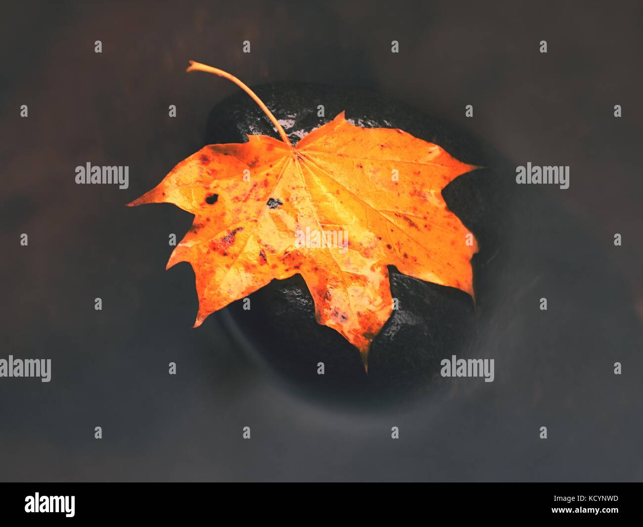 Fallen maple leaf. Rotten yellow orange dotted maple leaf in cold water ...