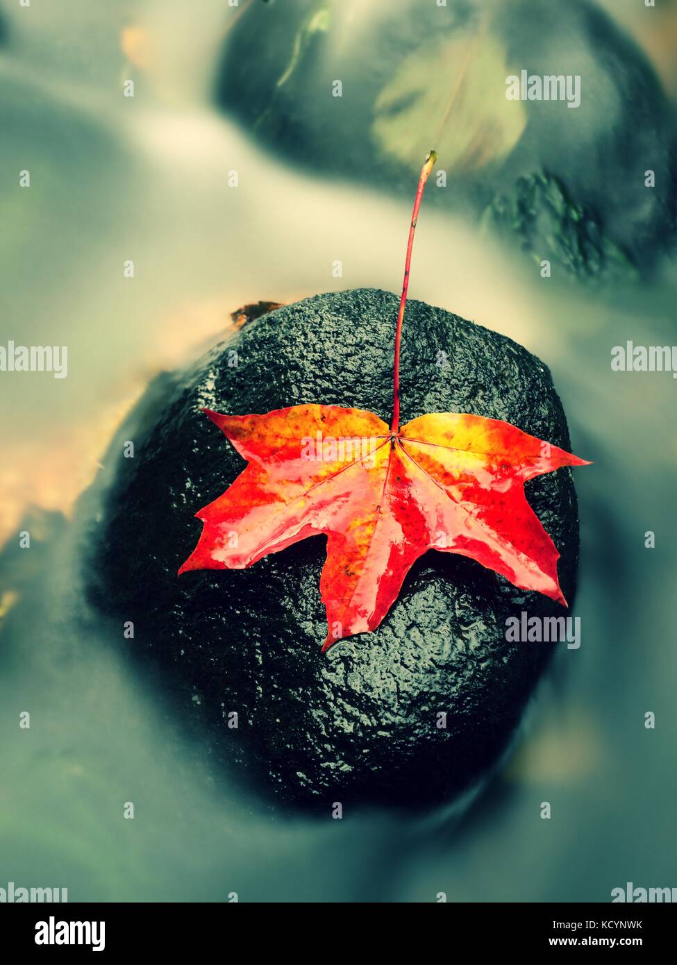 Autumn leaves caught in river hi-res stock photography and images - Alamy