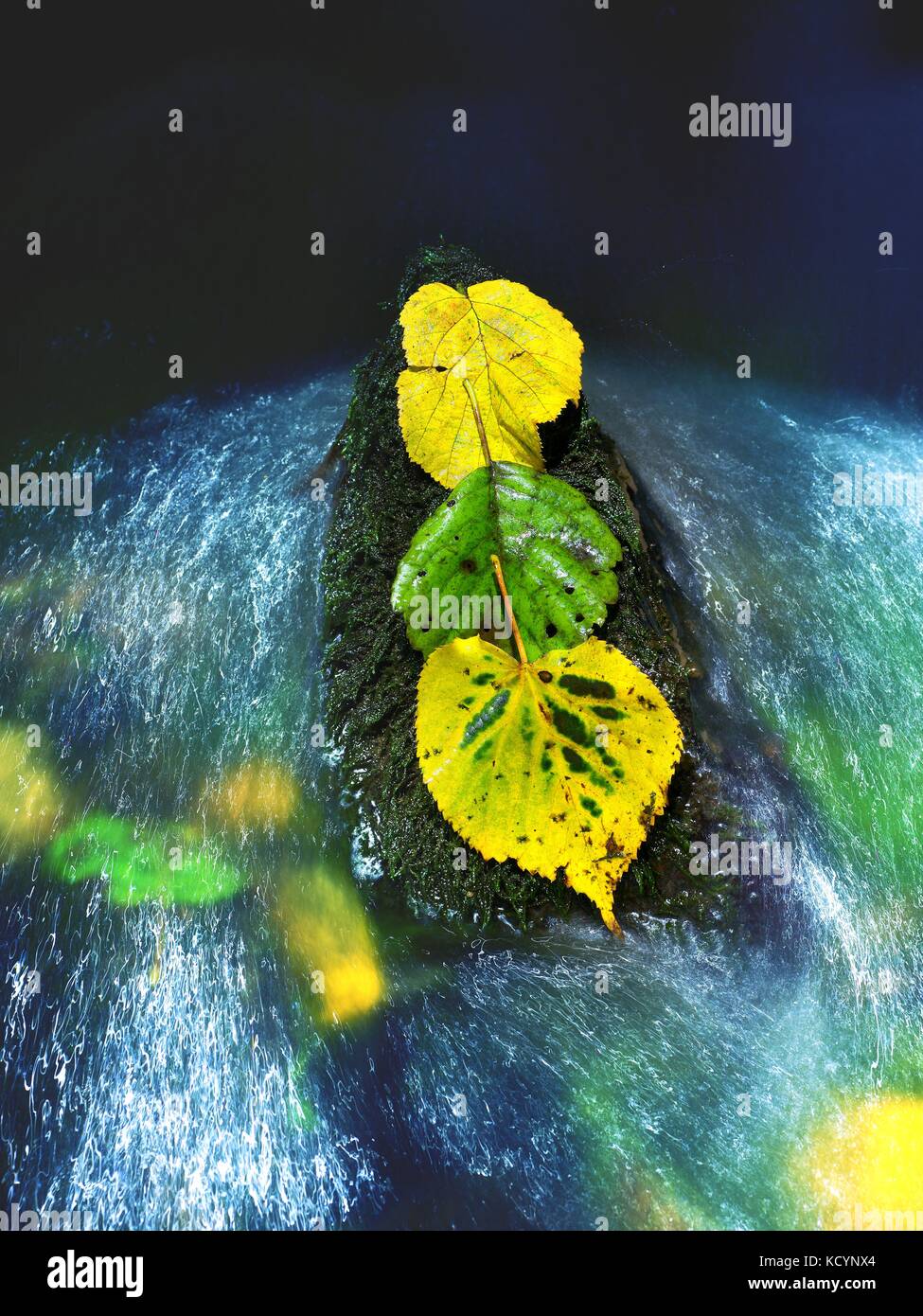Three alder leaves in stream. Detail of rotten yellow green alder leaf ...