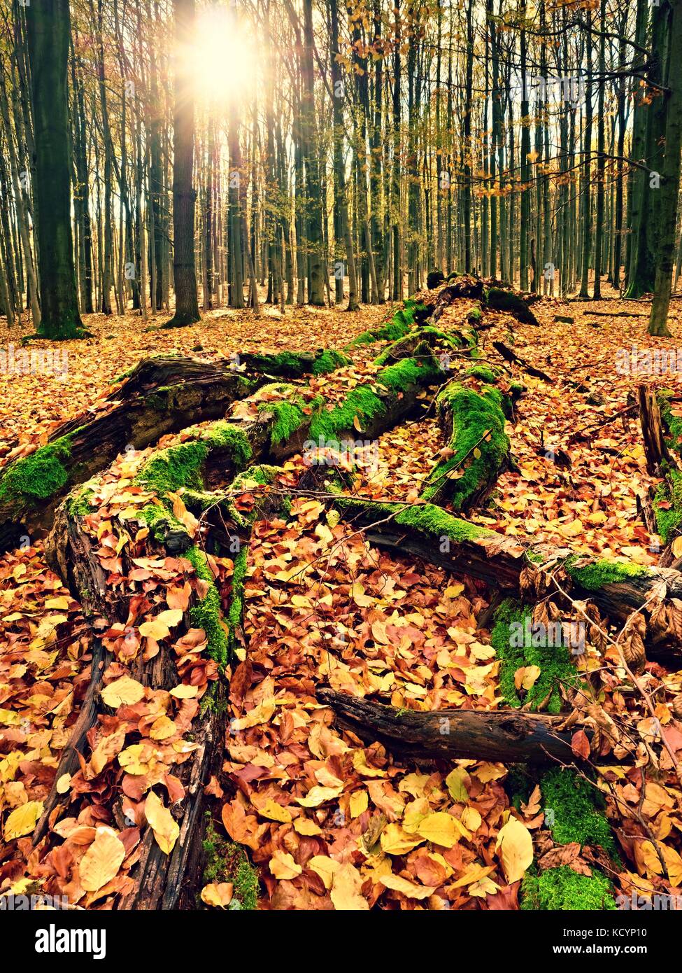 Mossy fallen tree. Footpath in the forest covered by bare roots. Rot ...