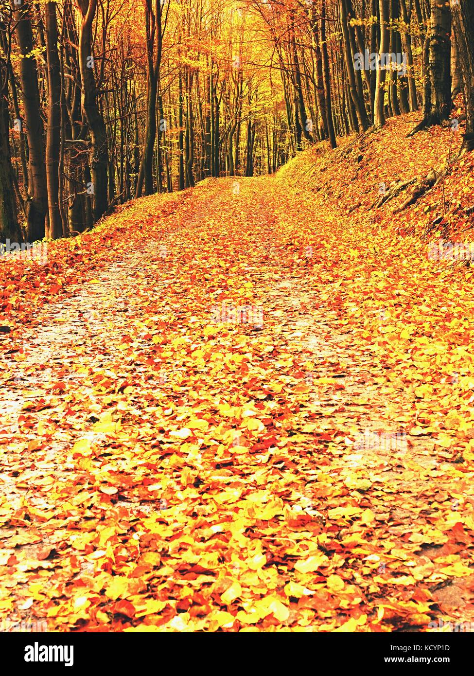 Yellow Orange Autumn Forest. Autumn forest with ground covered with ...