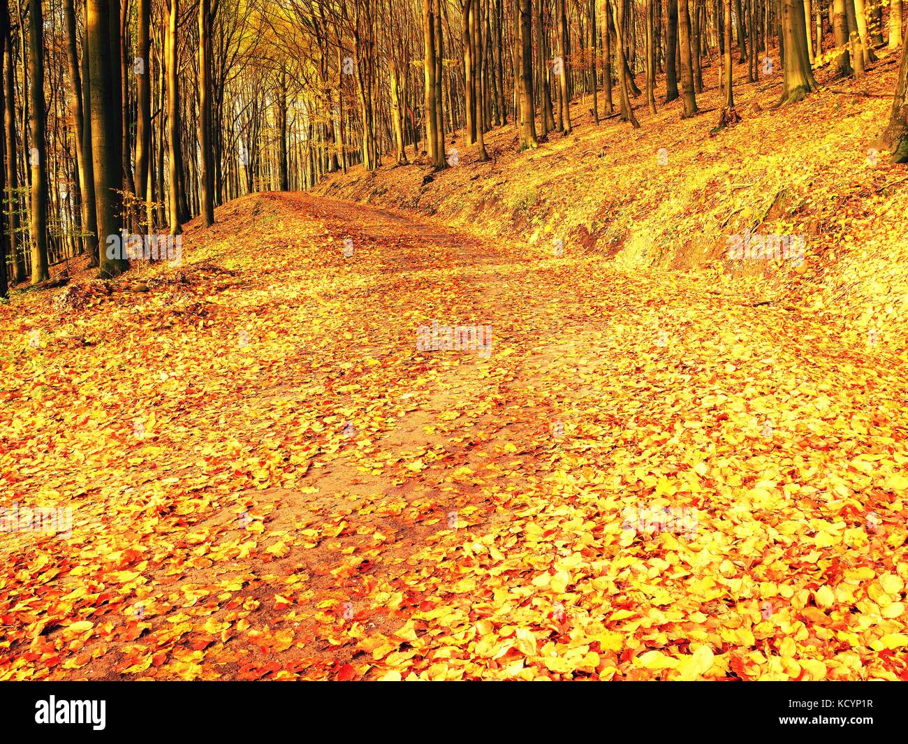 Fall season. Sun shining through the trees on a path in a golden forest ...