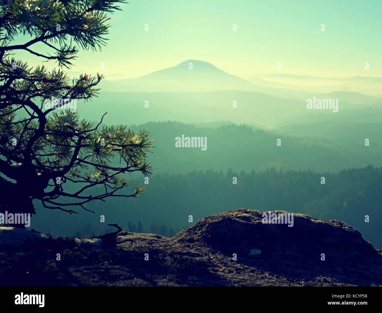 Wild bonsai pine tree on sandstone rocky cliff. Tourist resort. Natural ...