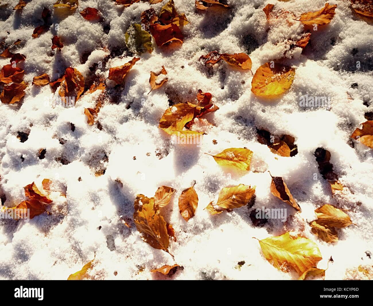 Maple leaves on the frosty ground in winter. Fall frosty leaves ...