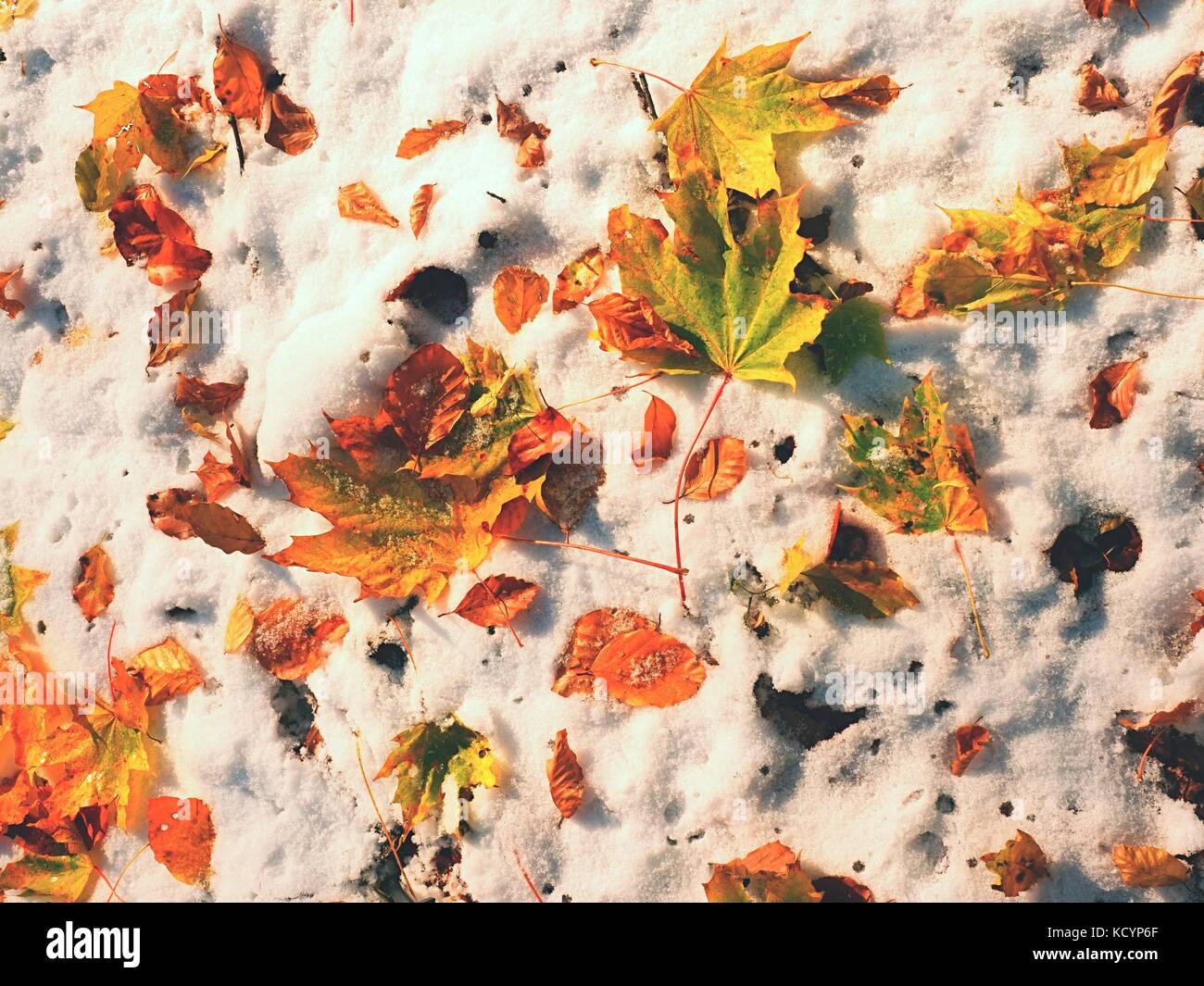 Maple leaves on the frosty ground in winter. Fall frosty leaves ...