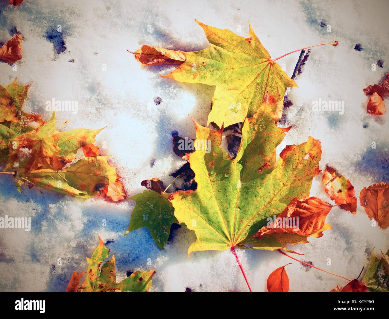 Maple leaves on the frosty ground in winter. Fall frosty leaves ...