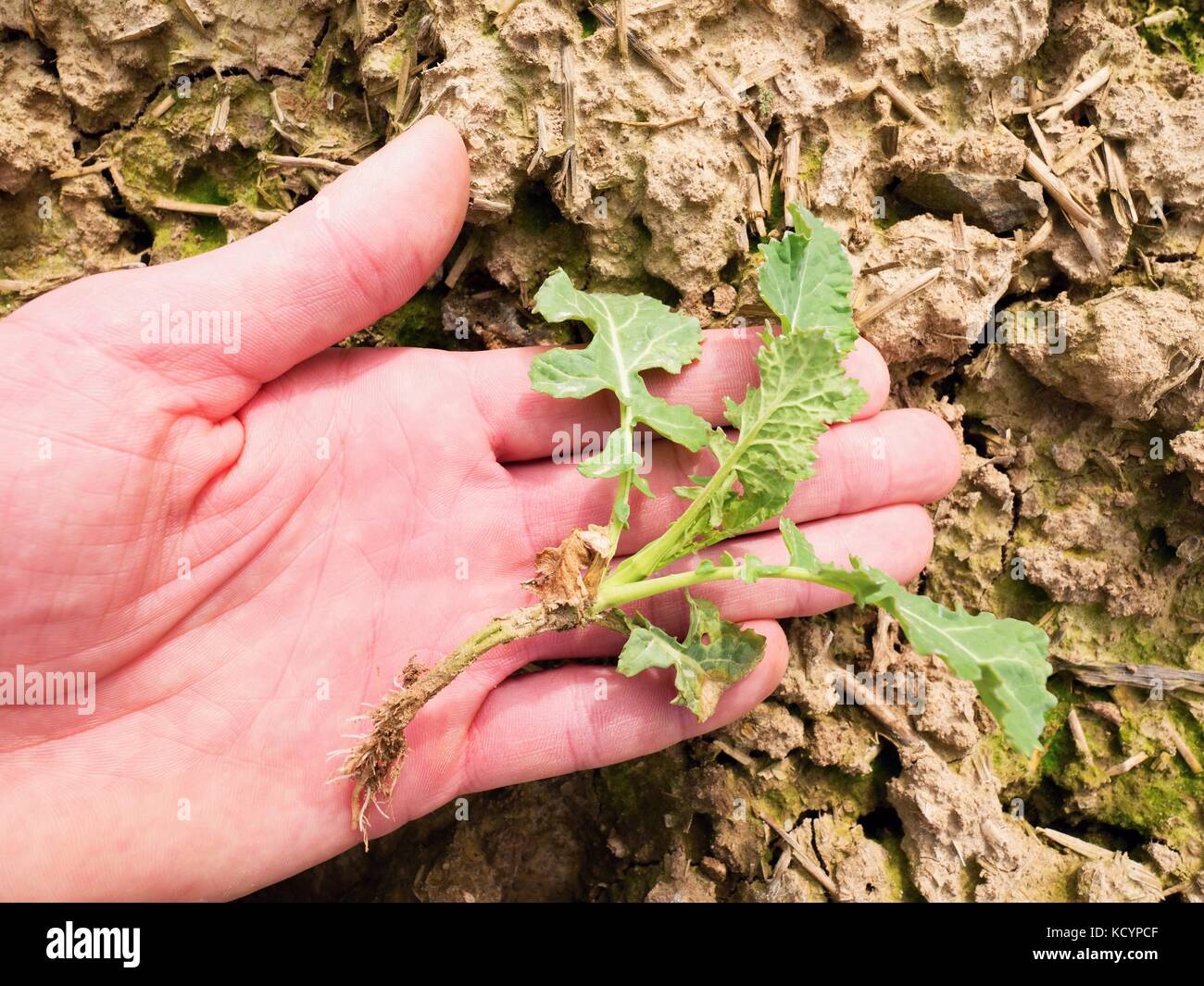 Pink skin hand yanks a small oilseed rape plant from wet humus clay ...