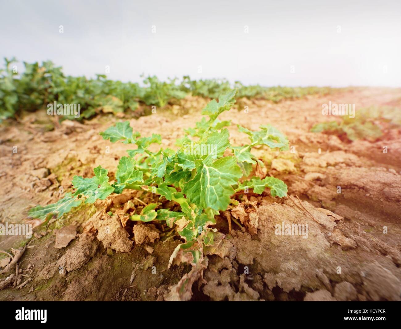A small oilseed rape plant on wet humus clay. The quality check of ...