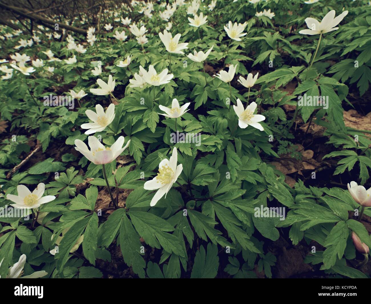 Wood anemones in blossom. Flowering anemone nemorosa (well known as ...