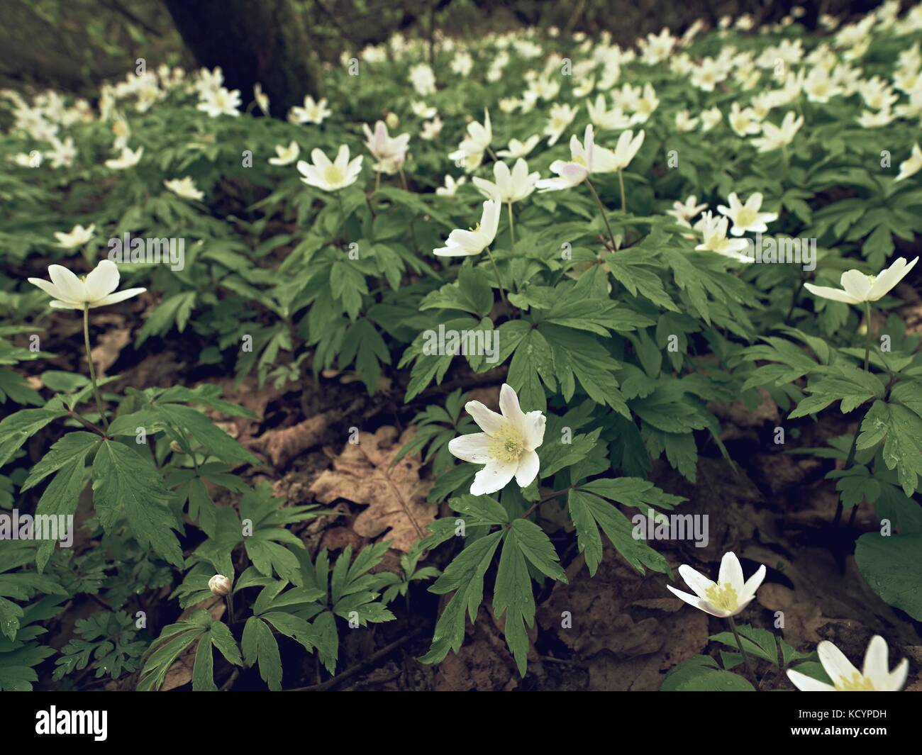 Wood anemones in blossom. Flowering anemone nemorosa (well known as ...