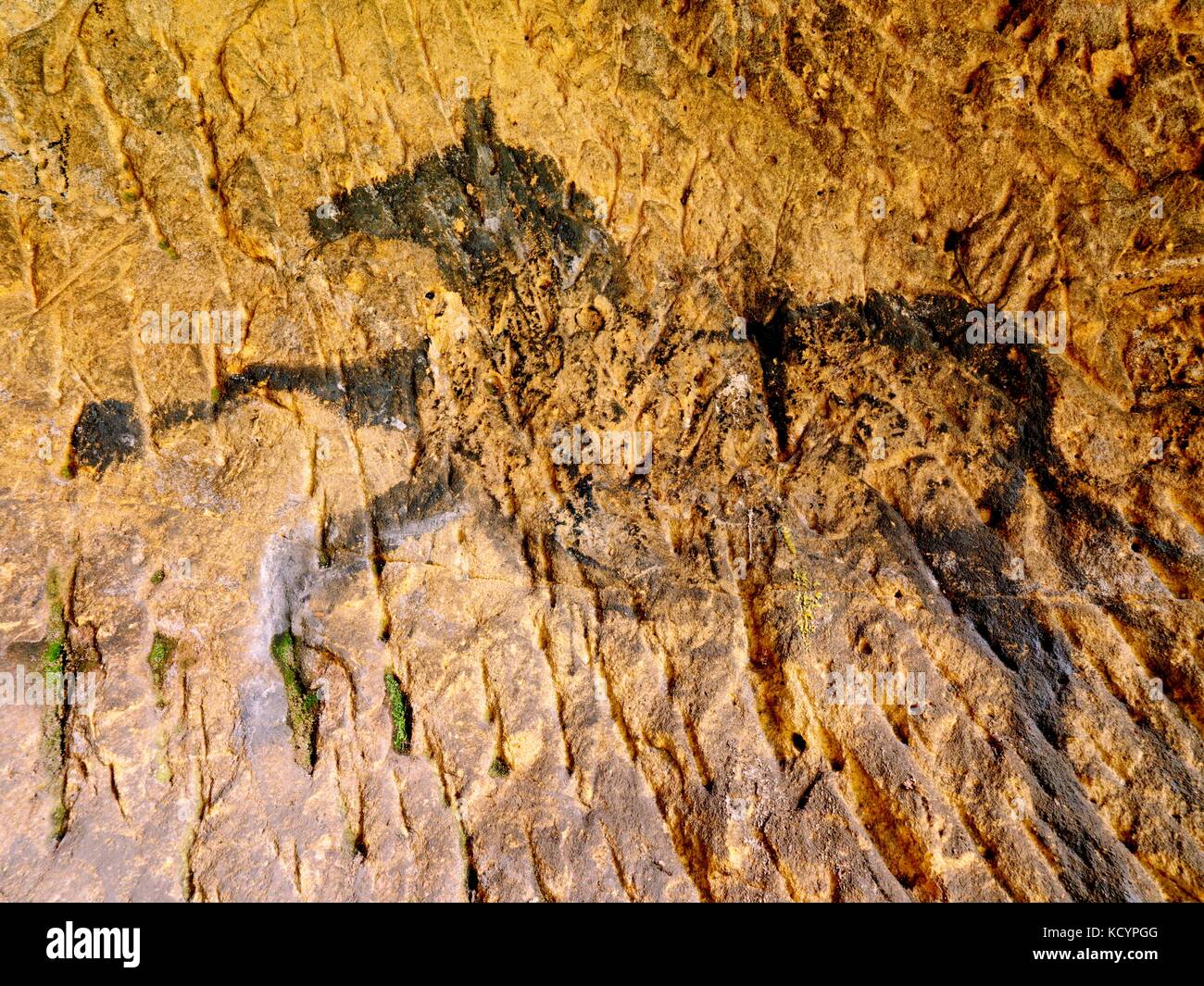 Discovery of prehistoric paint of horse in sandstone cave. Spotlight ...