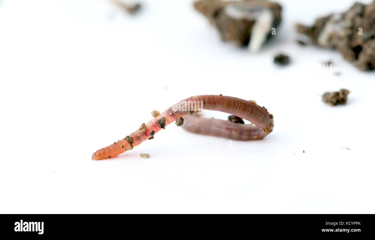 picture of an Earth worm on white background in stidio Stock Photo - Alamy