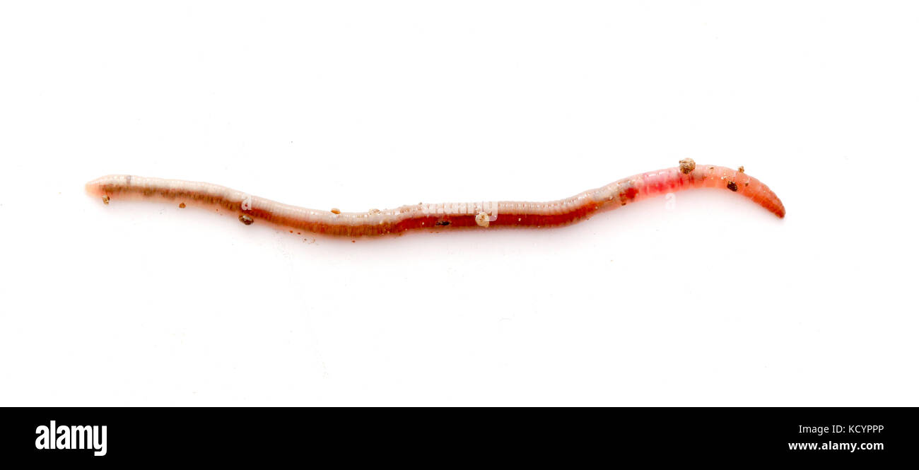 picture of an Earth worm on white background in stidio Stock Photo - Alamy