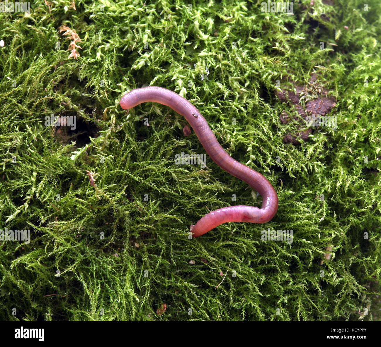 picture of aEarth worm on a moss background Stock Photo - Alamy