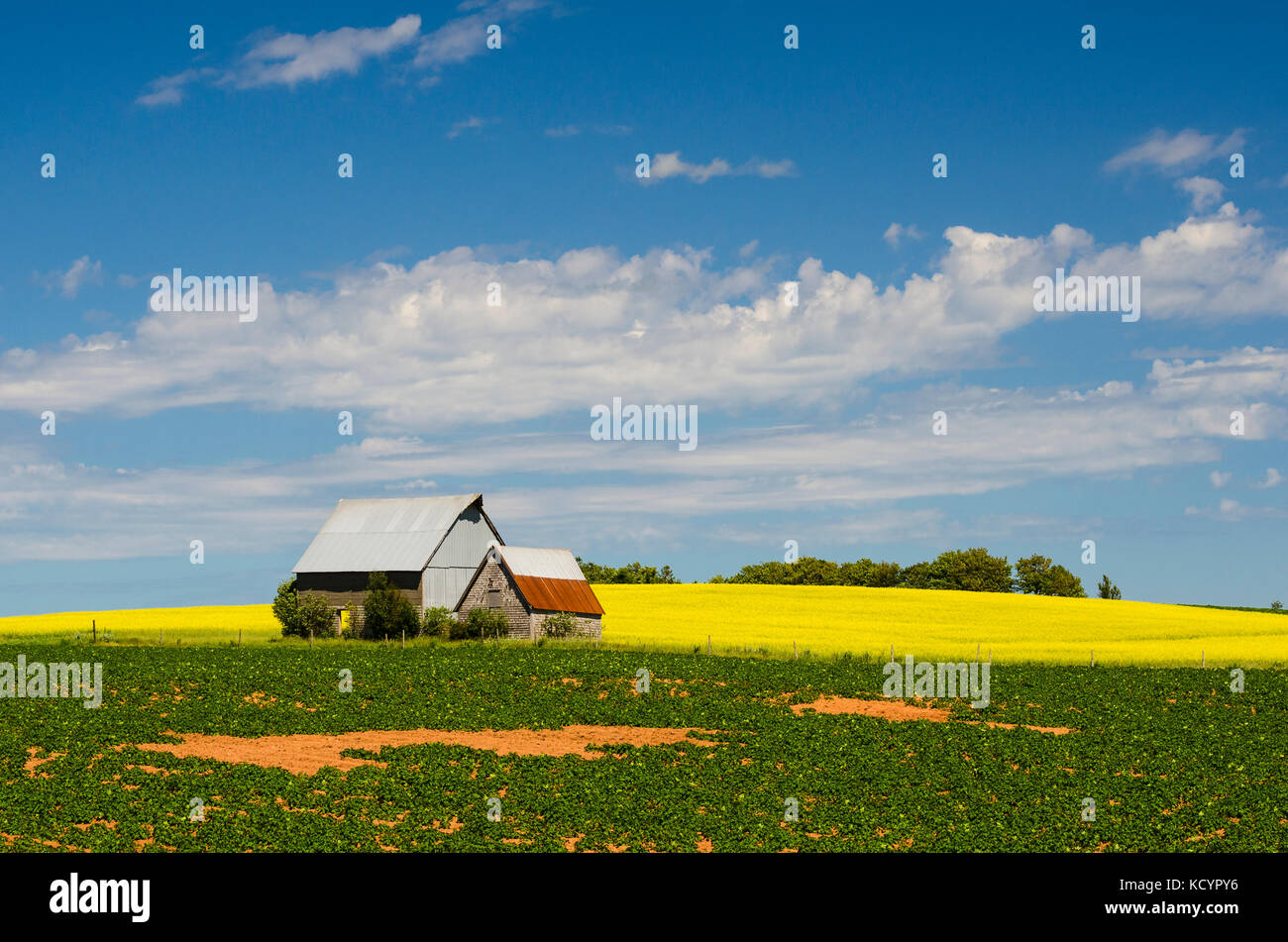 farming, canola, potatoes, agriculture, Springfield, Prince Edward ...