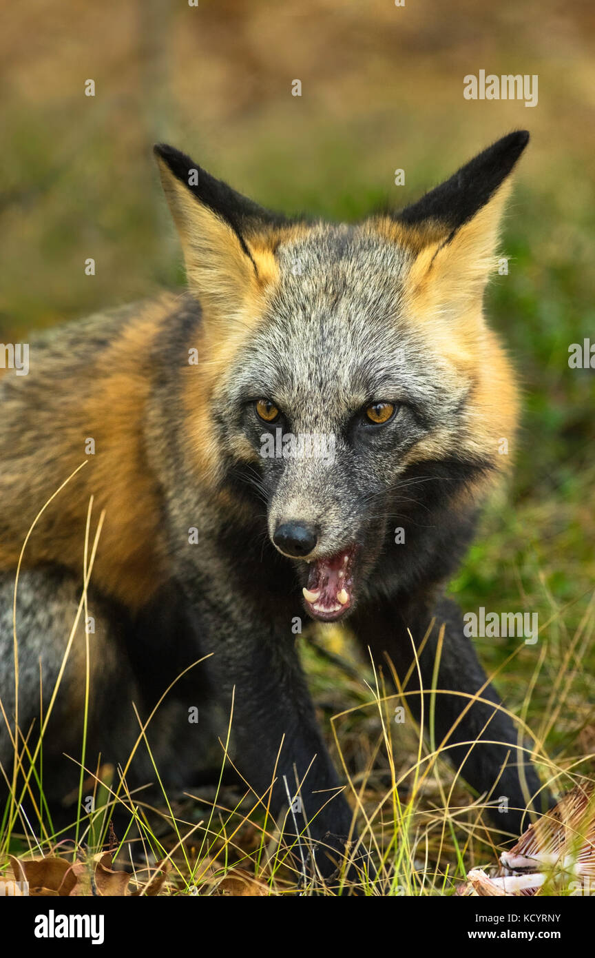 Red Fox (Vulpes vulpes) Cross phase, feeding on Spring (Chinook, Tyee ...