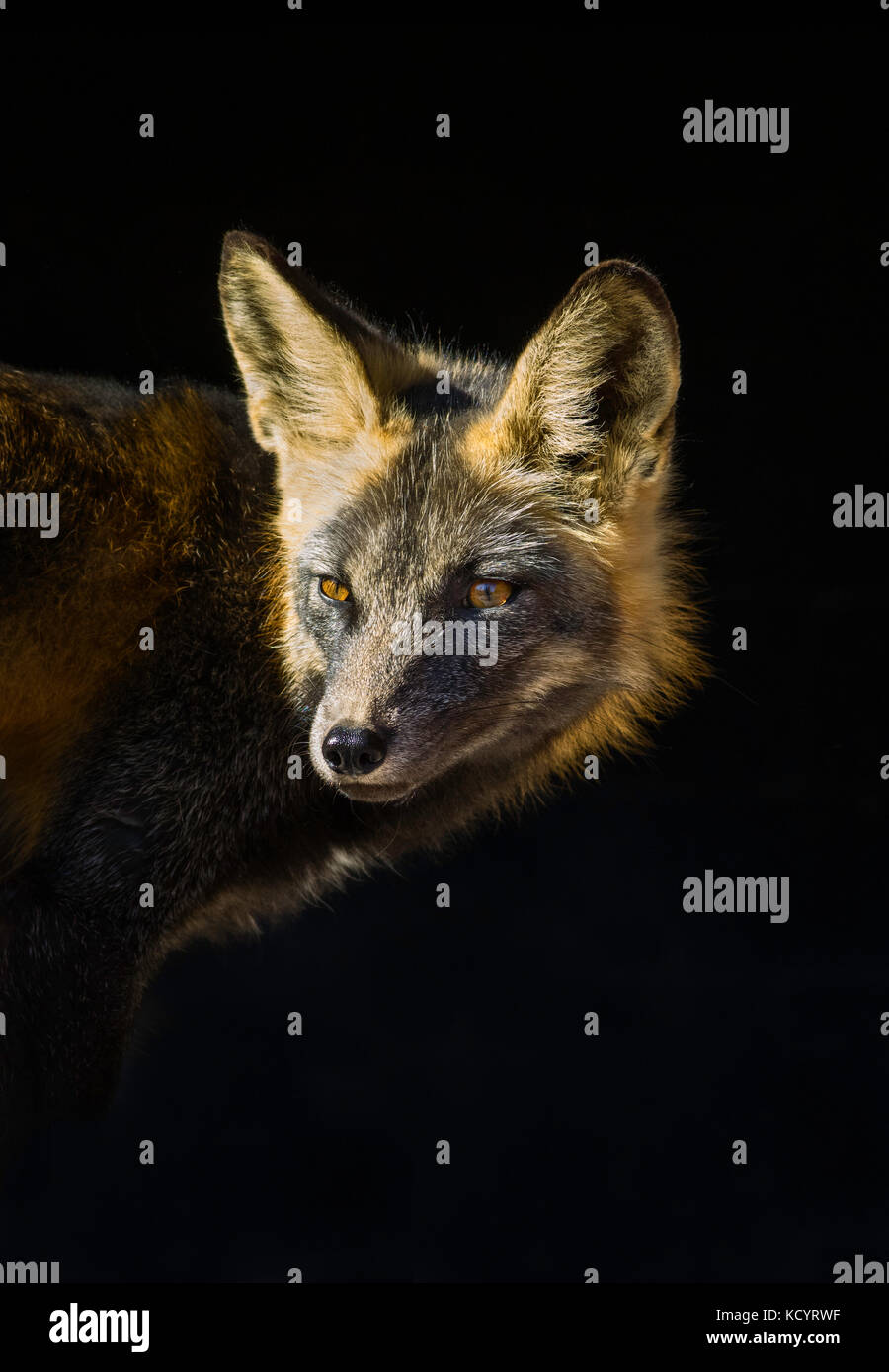Red fox vulpes vulpes cross phase hi-res stock photography and images ...
