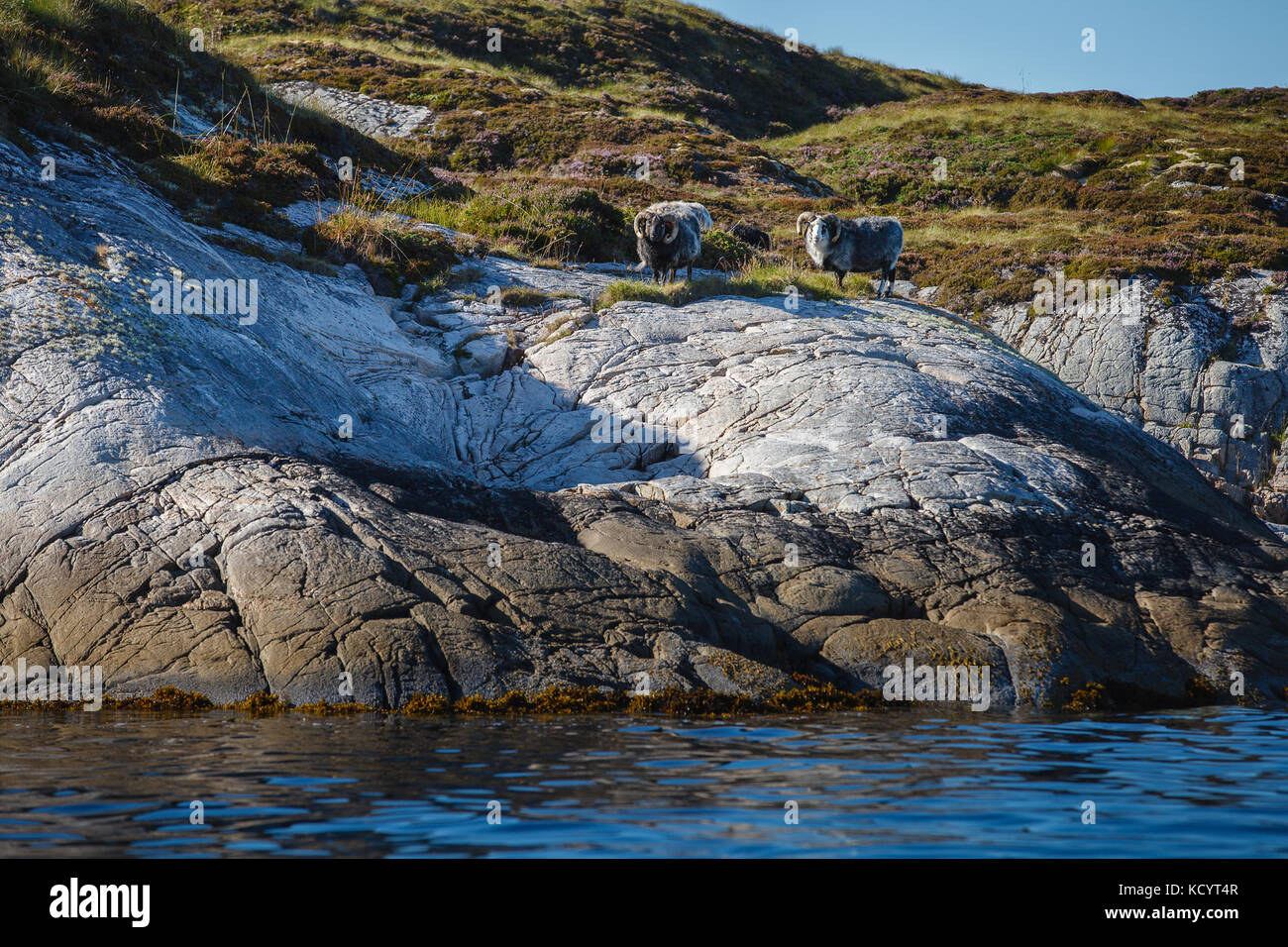 Beautiful rams hi-res stock photography and images - Alamy