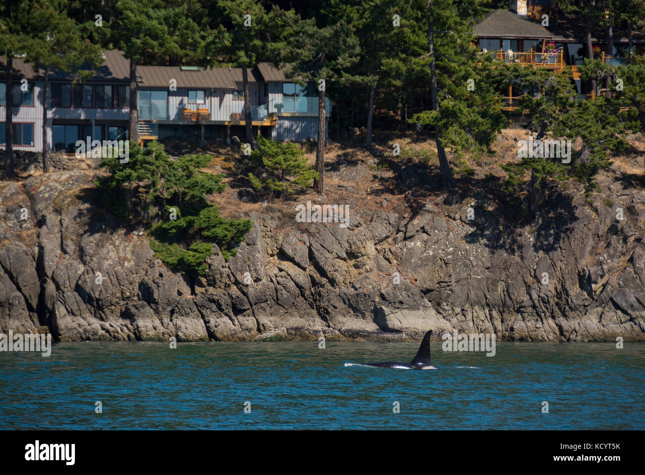 Orca, Pender Island, British Columbia, Canada Stock Photo - Alamy
